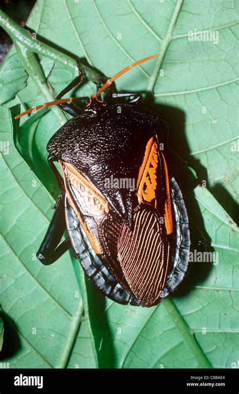 Giant Stink Bug Oncomeris Flavicornis Tessaratomidae In Rainforest