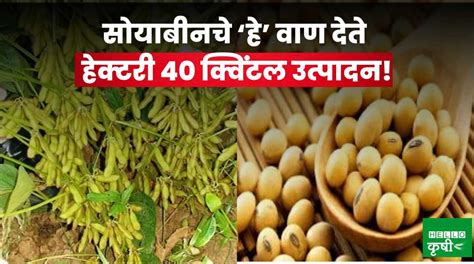 Soybean Variety सोयाबीनचे ‘हे वाण देते हेक्टरी 40 क्विंटल उत्पादन