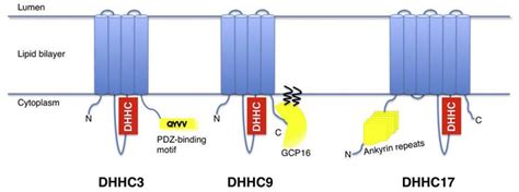 Figure 1 4 From The Role Of Reversible Palmitoylation In Regulating