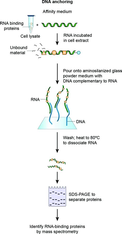 Rna Binding Protein