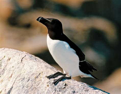 Auk Seabird Flightless Antarctic Britannica