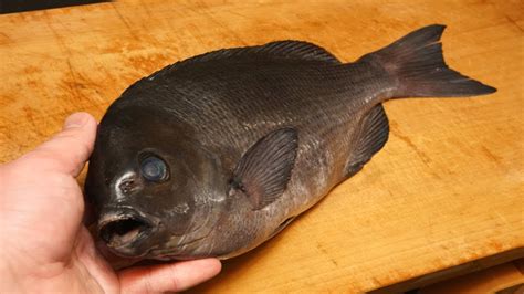 寒グレのさばき方と刺身～how To Filet Largescale Blackfish And Sashimi Youtube