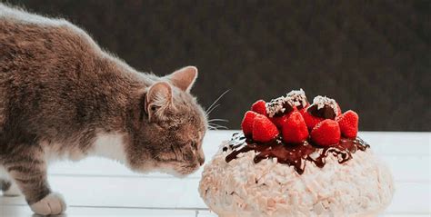 8 Foods You Should Never Feed Your Cat Mui Kitchen