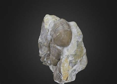 Homotelus Bromidensis Trilobites Free 3d Model On