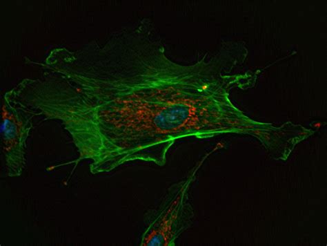 Cell Wikiwand