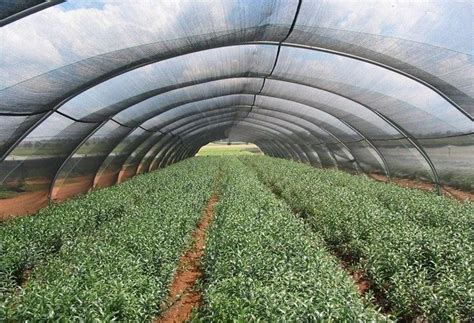 Hdpe Anti UV Greenhouse Roof Shade Netting Polyethylene Shade Net