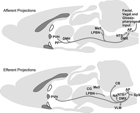 Larger Scale Interconnectivity Involving The Area Postrema Drawn From Download Scientific