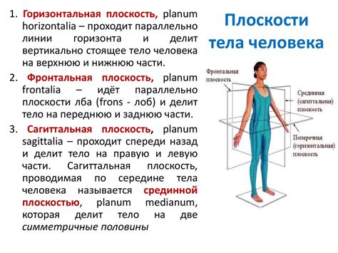 Плоскости тела человека анатомия рисунок 85 фото
