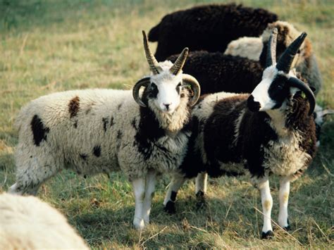 Goat Sex A Comprehensive Guide To Reproduction In Goats Mother Farmland