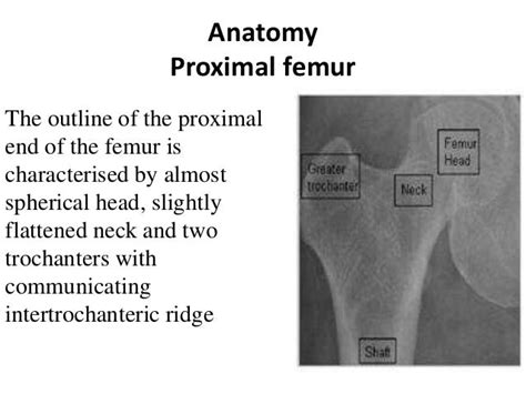 Nof Anatomy