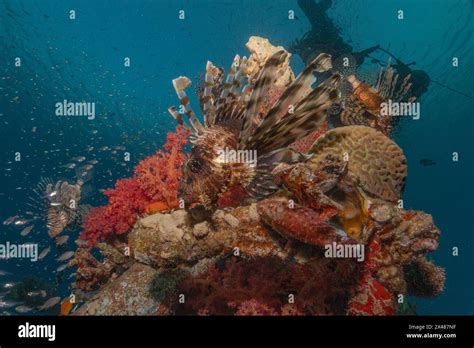 Lionfish In The Red Sea Colorful Fish Eilat Israel Stock Photo Alamy