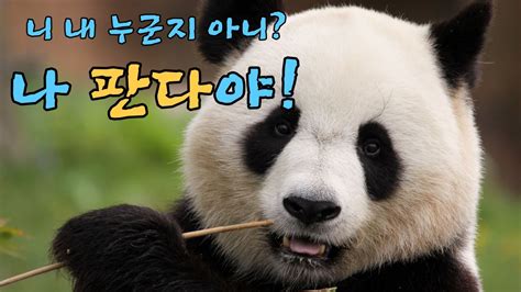 판다의 놀라운 능력이 궁금하신가요 Youtube
