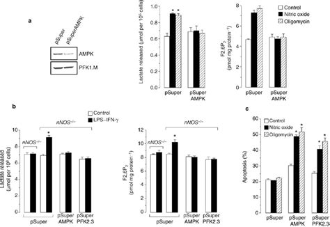 Ampk Mediates Nitric Oxide Dependent Glycolytic Activation And Prevents