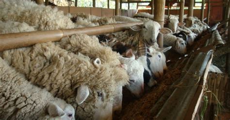 KTTS MITRA SUBUR Cara Memberikan Pakan Domba
