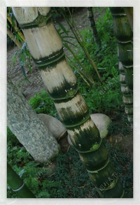 佛肚竹图片素材 编号35797301 图行天下