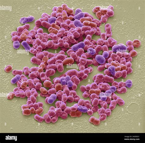 Azotobacter Chroococcum Coloured Scanning Electron Micrograph Sem