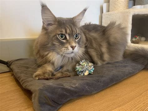 Maine Coon Vs Regular Cat Differences Maine Coon Central
