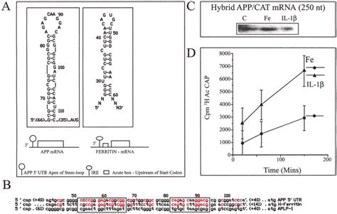 Evidence For An Iron Responsive Element In The 5 Utr Of App Mrna Panel