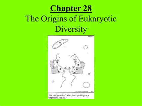 Eukaryotic Diversity Protist Origins And Evolution