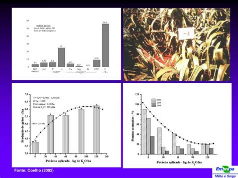 Ppt AdubaÇÃo PotÁssica Na Cultura Do Milho Powerpoint Presentation