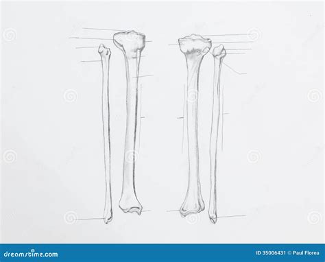 Tibia And Fibula Anatomy Anatomy Drawing Diagram