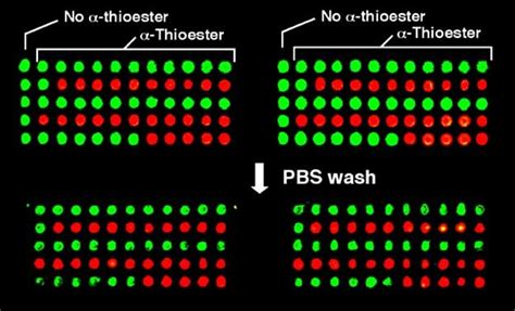Selective Attachment Of Egfp Green And Dsred Red α Thioesters Onto
