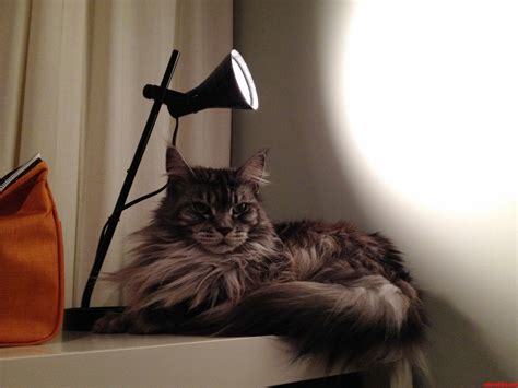 This Is Kiti | Cute cats HQ - Pictures of cute cats and kittens Free ...