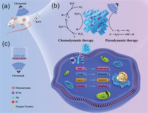 Schematic Diagram Illustrating The Hypothetic Mechanisms Of KNN Download Scientific Diagram