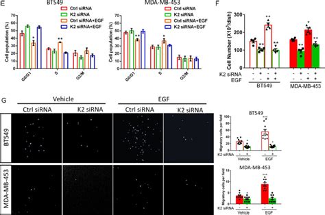 Kindlin 2 Promotes Src Mediated Tyrosine Phosphorylation Of Androgen