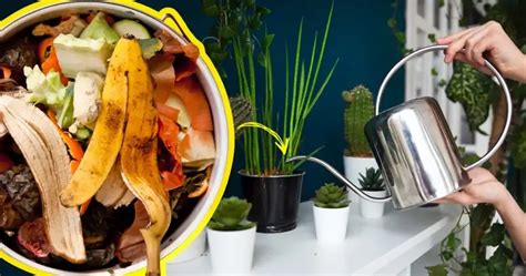 Fertilizante natural aquí se explica cómo usar las cáscaras de frutas