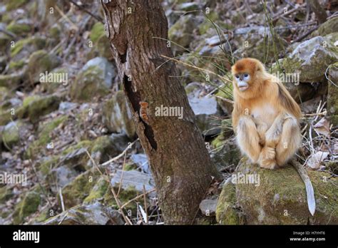 Golden Snub Nosed Monkey Rhinopithecus Roxellana Female Qinling