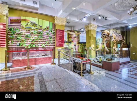 A Gallery Filled With Paleolithic Era Fossils And Large Bone Skeletons