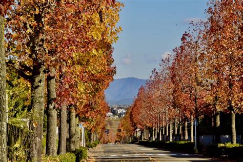 ﾟ街路樹・モミジパフウﾟ･ By Kiko （id：8242791） 写真共有サイトphotohito