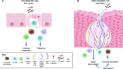Microfold M Cell Surveillance Of The Microbiota And A Similar