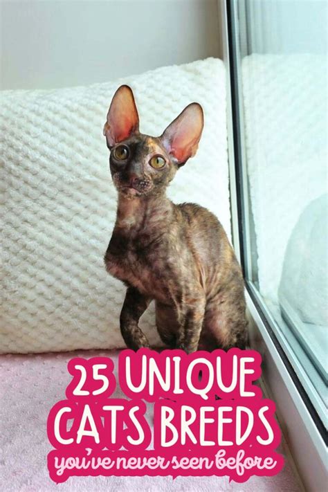 25 Unique Cat Breeds You Will Love With Pictures