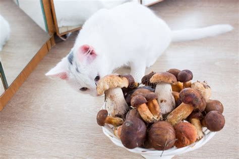 White Cat Smells And Tries Fresh Mushrooms Harvest Picked Up In Forest