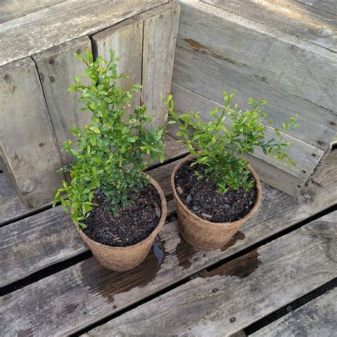 Finger Lime Citrus Australasica Rough Green Kalamunda Plant Company