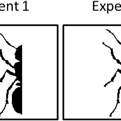 Stimulus Presentation In The Recognition Tasks Of Experiment 1 And