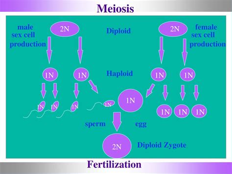Ppt Diploid To Haploid Powerpoint Presentation Free Download Id260261