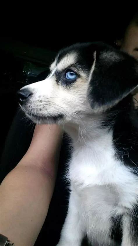 34 Best Busky Images On Pinterest Beagle Husky Mix Animales And