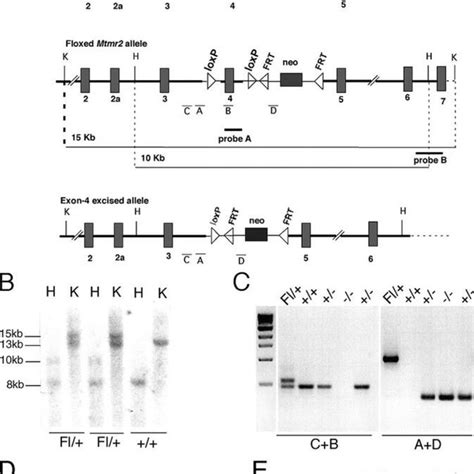 Generation Of The Mtmr2 Null Allele A Schematic Diagrams From Top Download Scientific