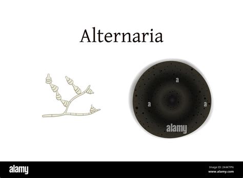 Alternaria Mold