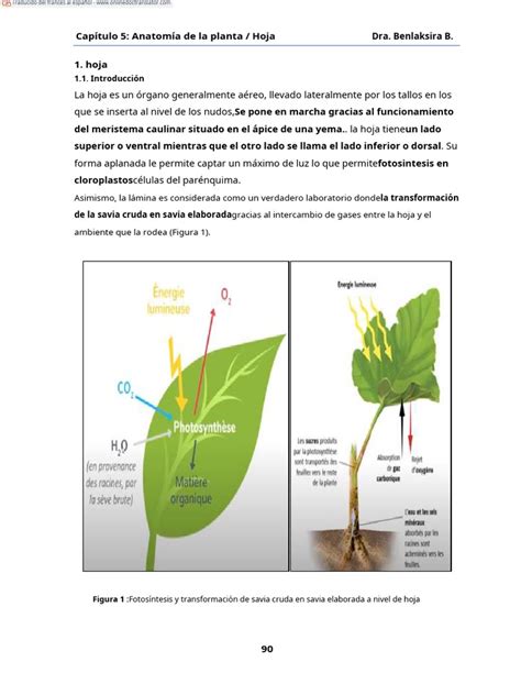 Chapitre5 Botanique Fres Pdf Hoja Tallo De La Planta