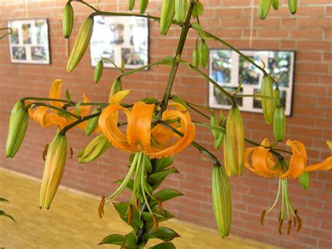 Europäische Liliengesellschaft