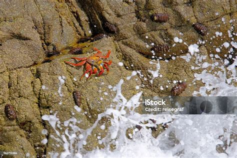 아름 다운 샐리 Lightfoot 게 Grapsus Grapsus Tocopilla 칠레 태평양 바다 해안 바위에 갈고리 발톱에