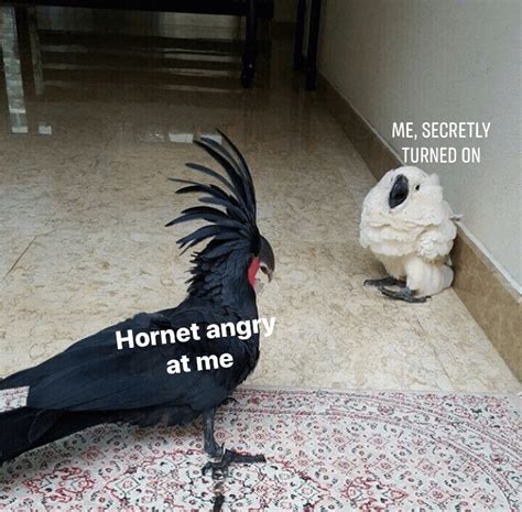 Oh Boi Thats One Big Rule 34 For An Insect Rhollowknightmemes