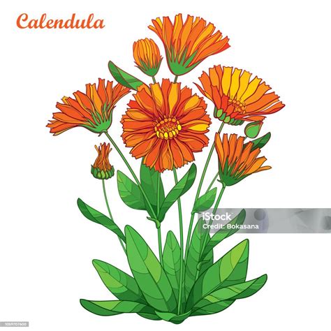 금 송 화의 Officinalis 윤곽선이 벡터 꽃다발 또는 냄비 금 잔 화 버드 화려한 녹색 잎과 오렌지 꽃에 고립 된 흰색