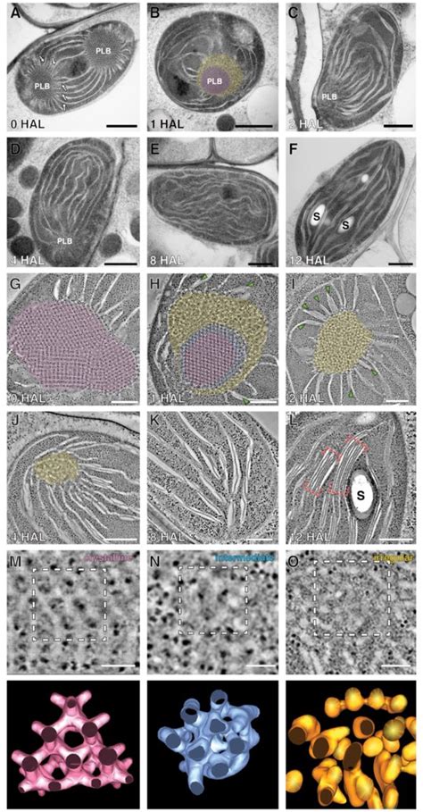 Thylakoid Microscope