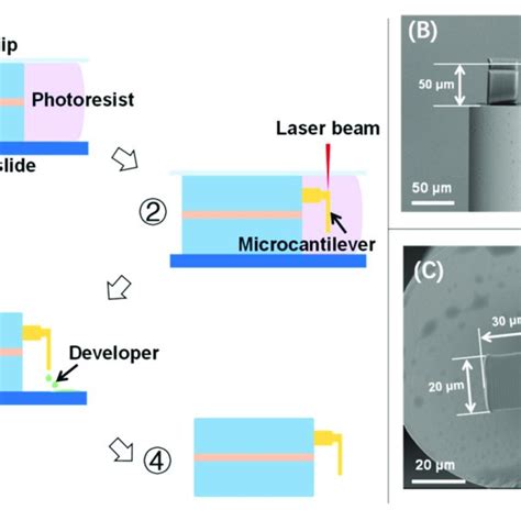 A Microfabrication Process Of A Fiber Tip Microcantilever By Tpp