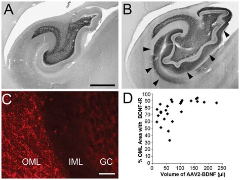 Bdnf Spread To Hippocampus A Bdnf Immunoreactivity In Hippocampus Of